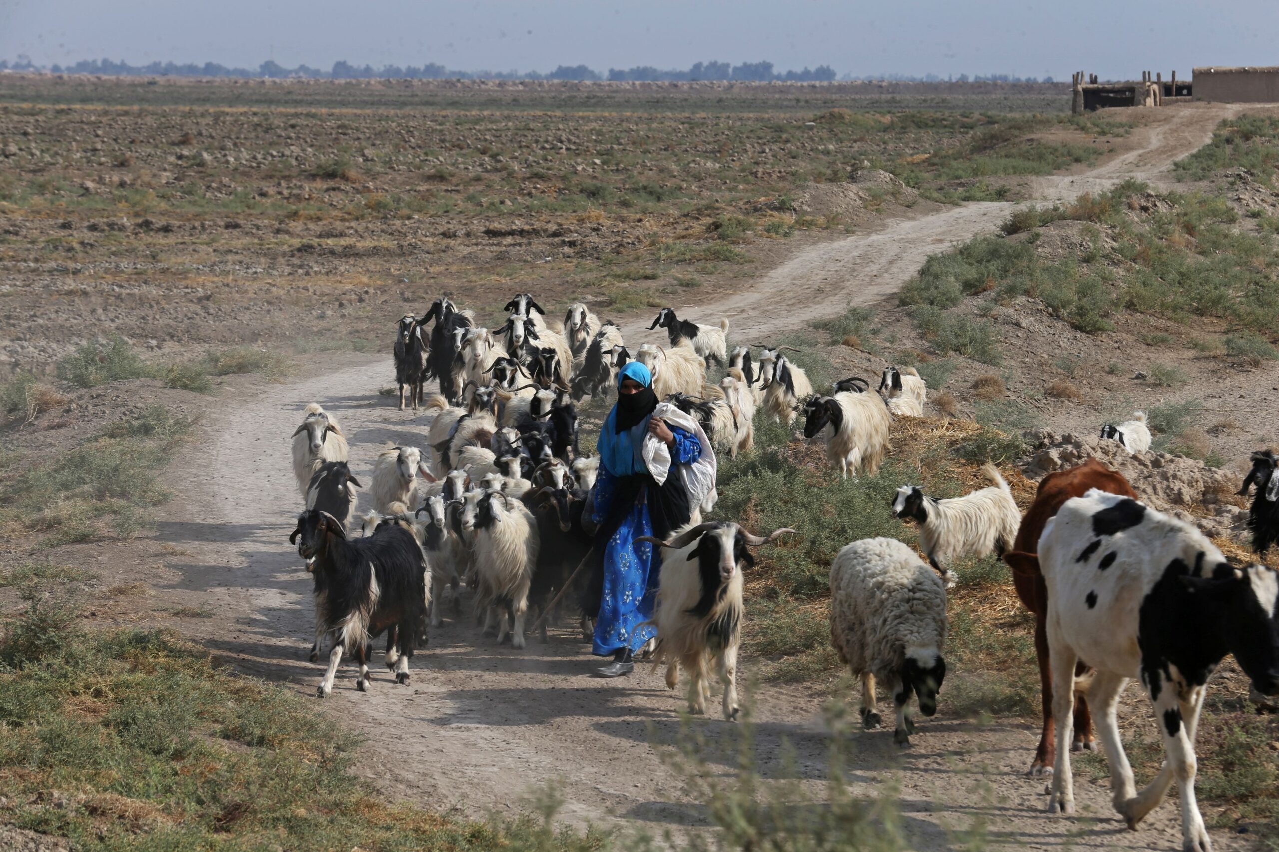 Human mobility in the context of disasters, climate change and ...